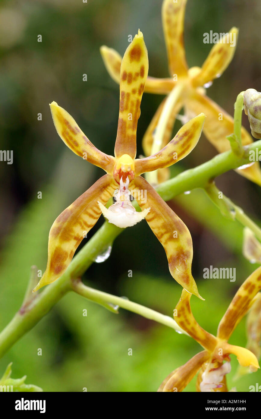 Mannii hi-res stock photography and images - Alamy