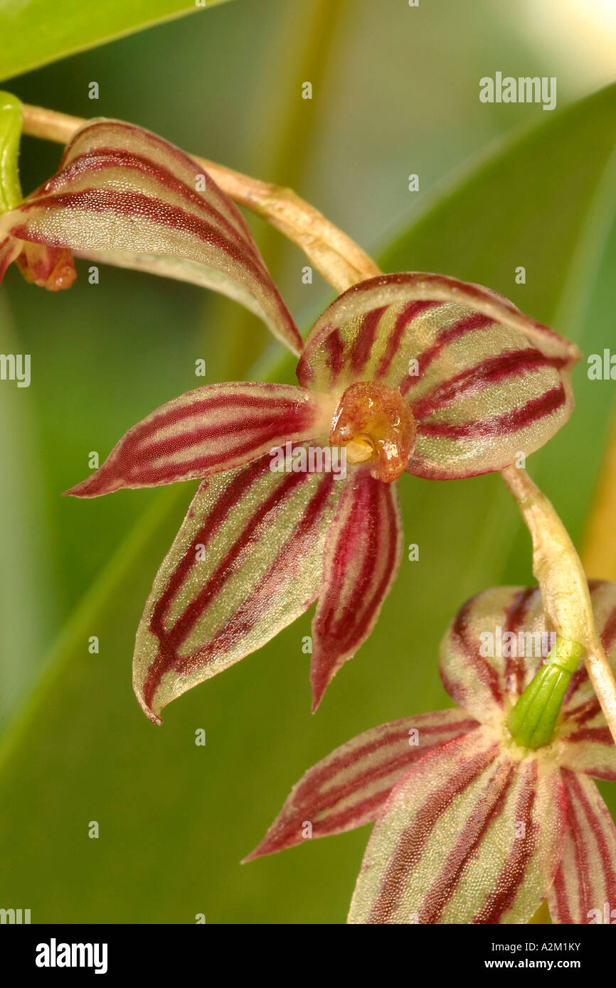 Pleurothallis sp hi-res stock photography and images - Alamy