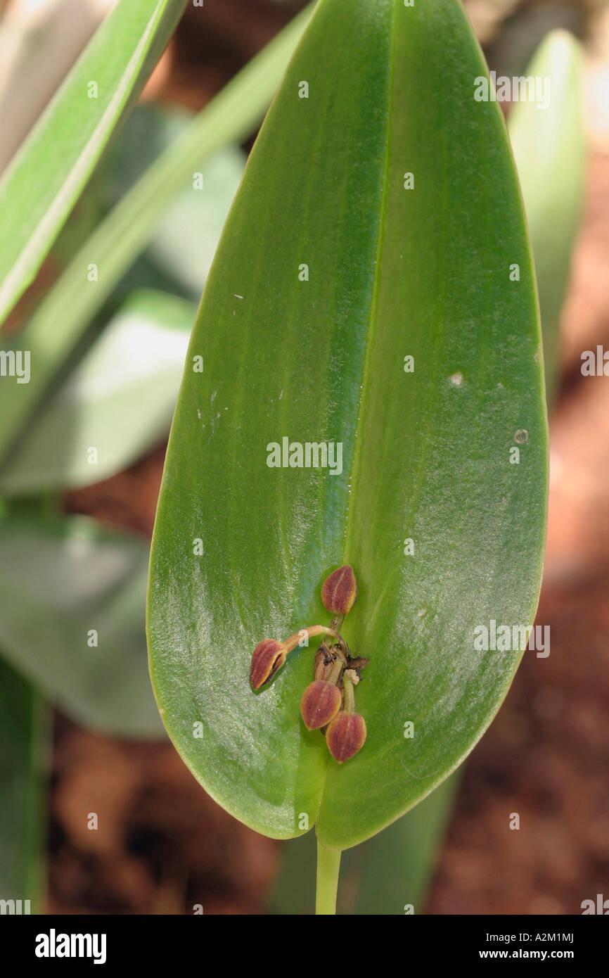 Pleurothallis sp hi-res stock photography and images - Alamy