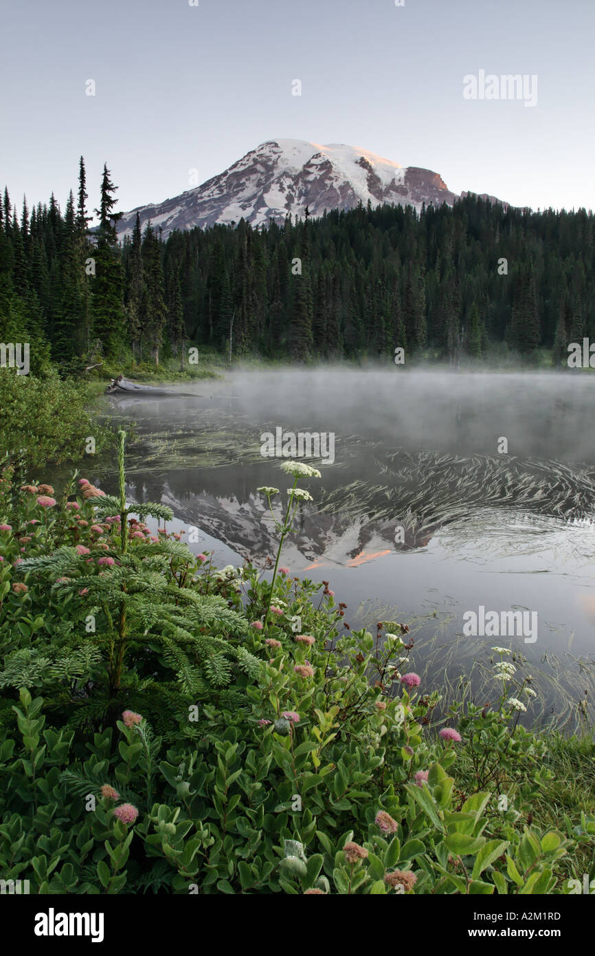 Subalpine spiraea along shore of Reflection Lakes Mount Rainier ...
