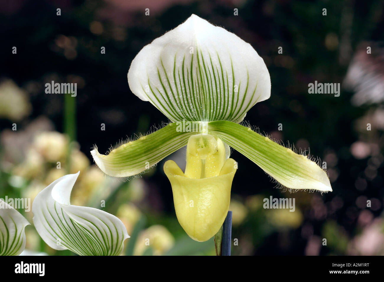 Mitylene hi-res stock photography and images - Alamy