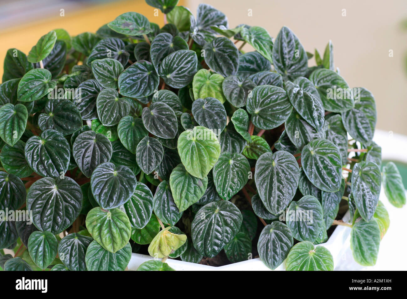 Peperomia Caperata Stock Photos & Peperomia Caperata Stock Images - Alamy