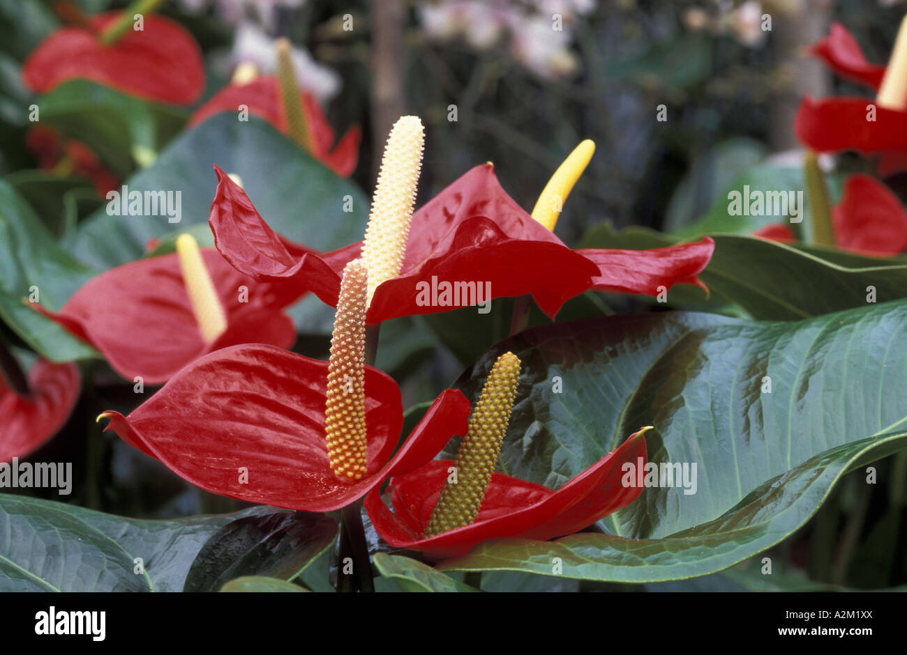 Andreanum hi-res stock photography and images - Alamy