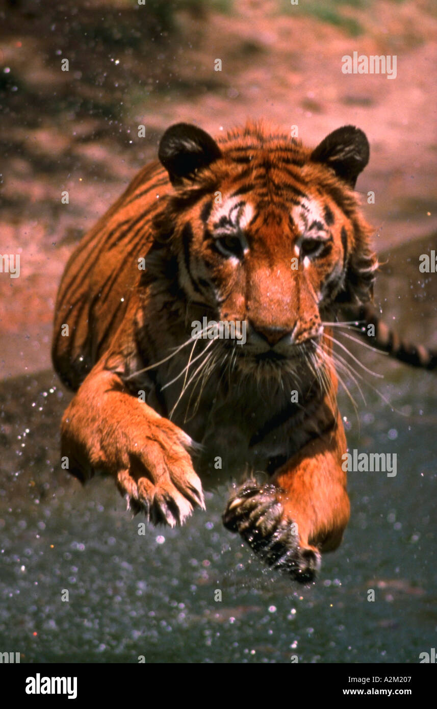 Tiger leaping through a pond Panthera Tigris Stock Photo - Alamy