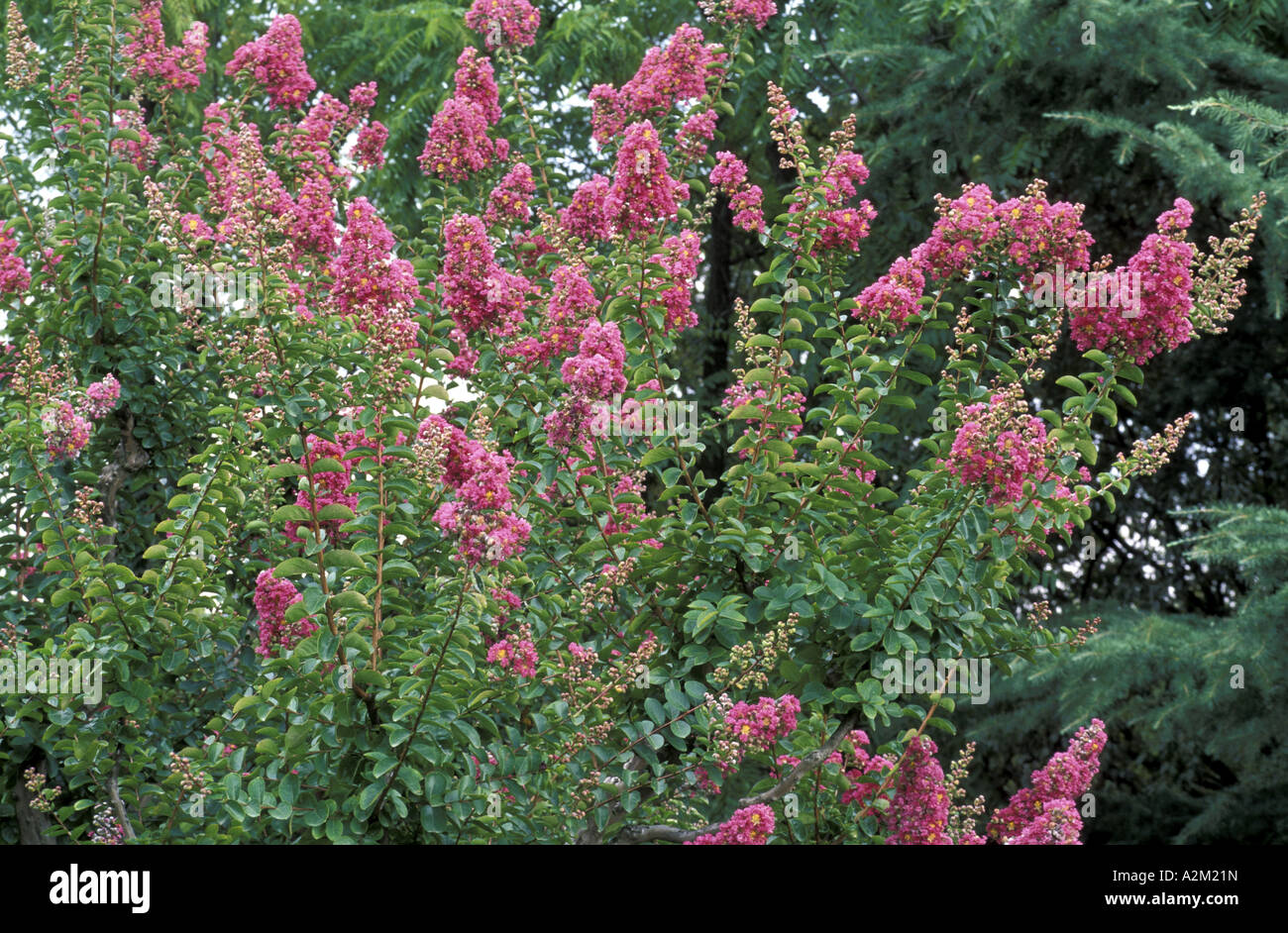 Lagerstroemia indica Miami Stock Photo - Alamy
