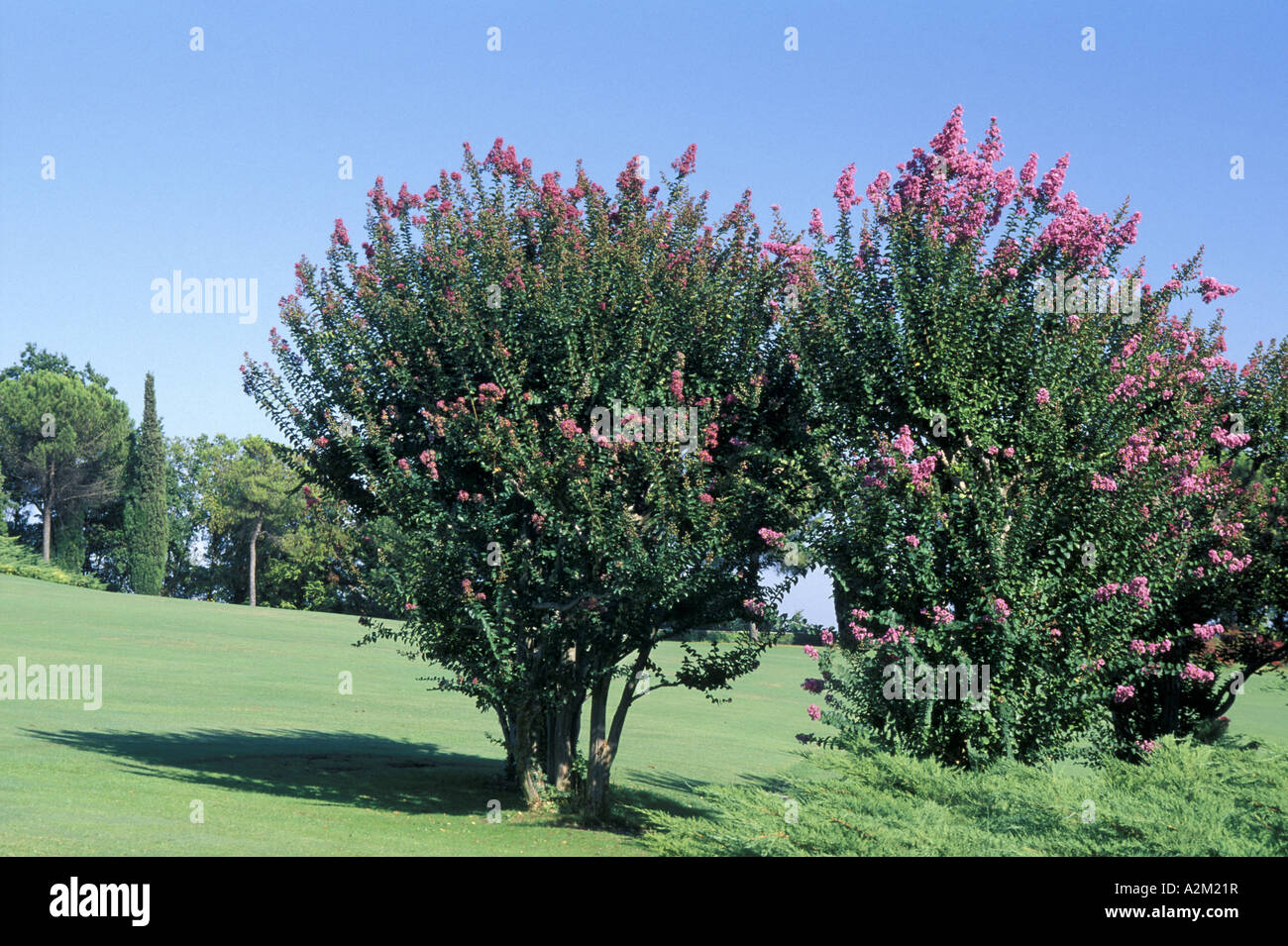 Lagerstroemia indica Miami Stock Photo - Alamy