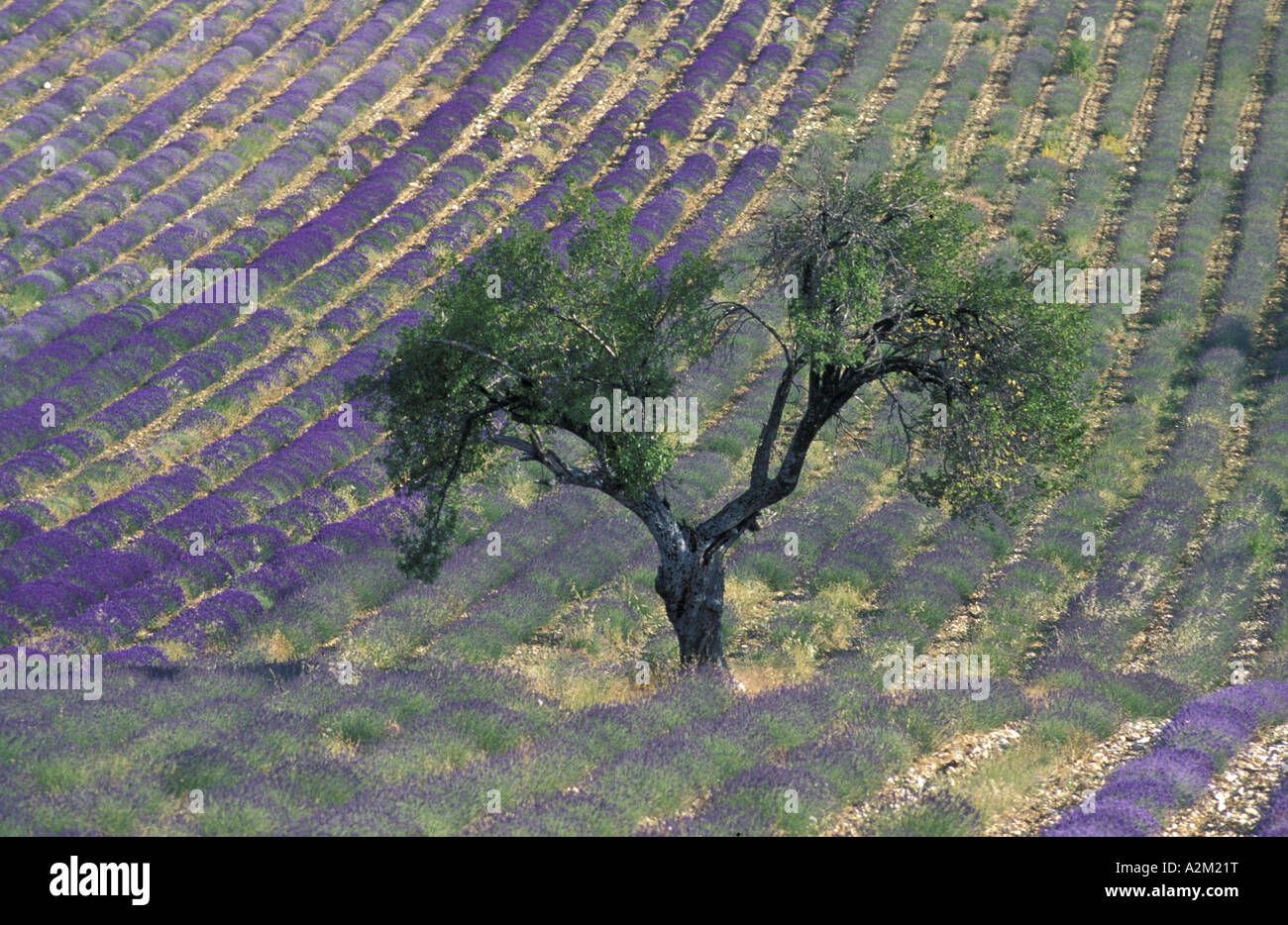 Wild Peach tree and lavender field Provence France Europe Stock Photo ...