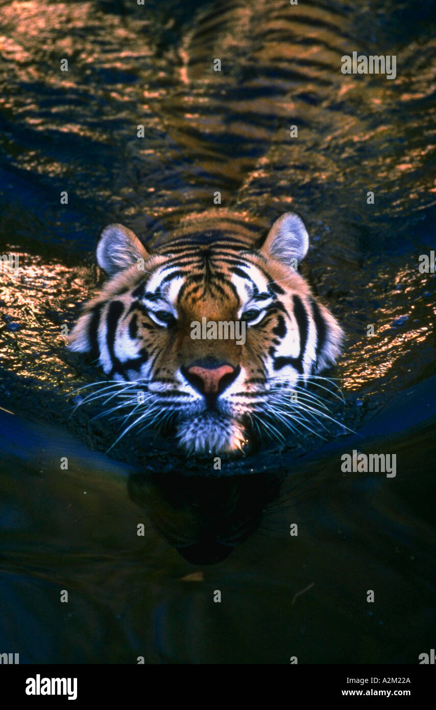 Tiger swimming across a stream Panthera Tigris Stock Photo - Alamy