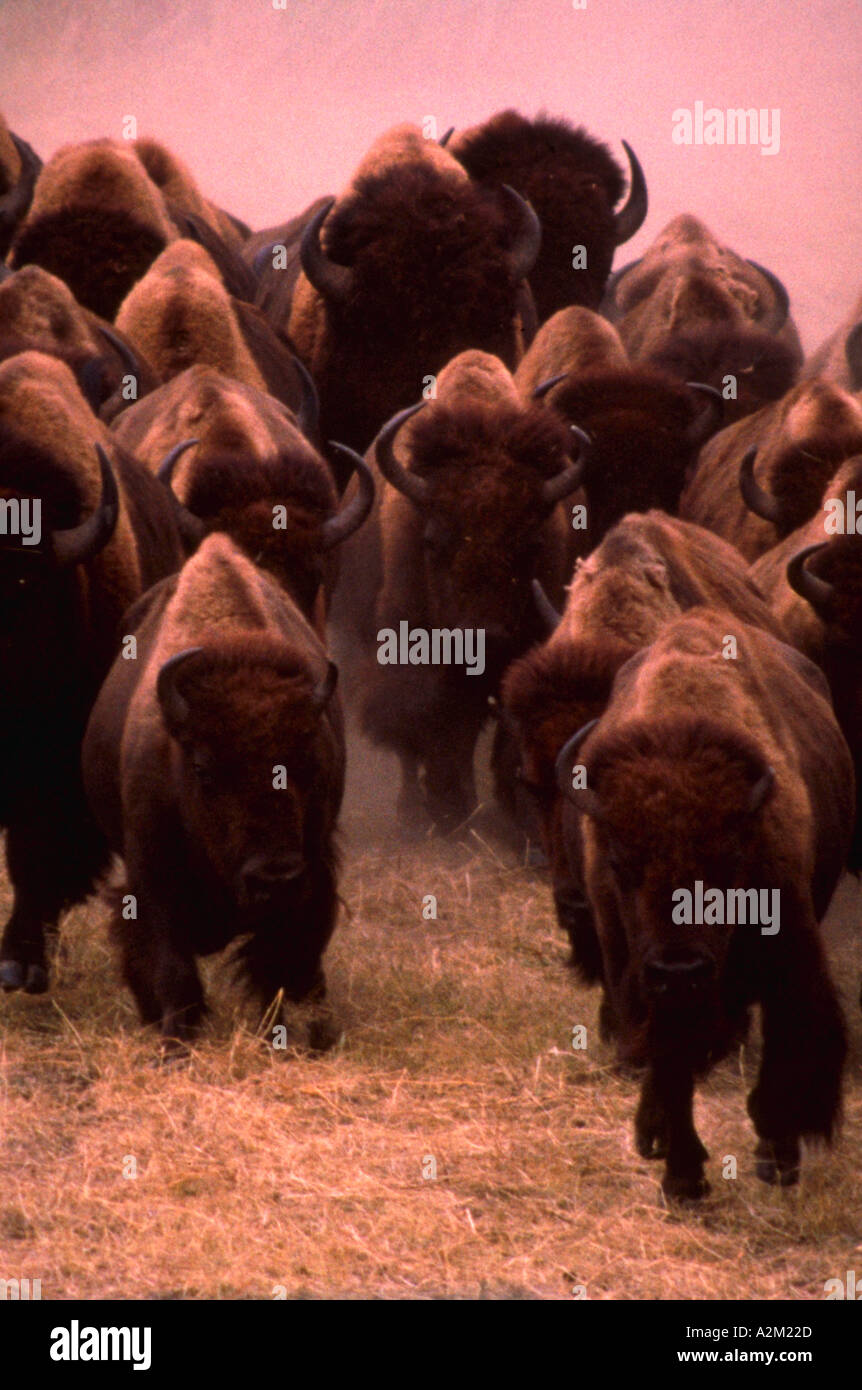 Stampede bison hi-res stock photography and images - Alamy