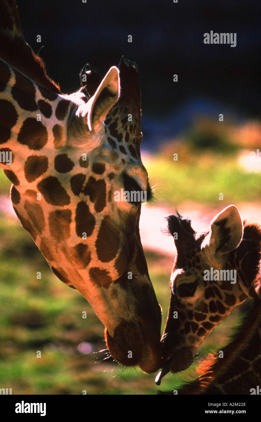 G c reticulata hi-res stock photography and images - Alamy