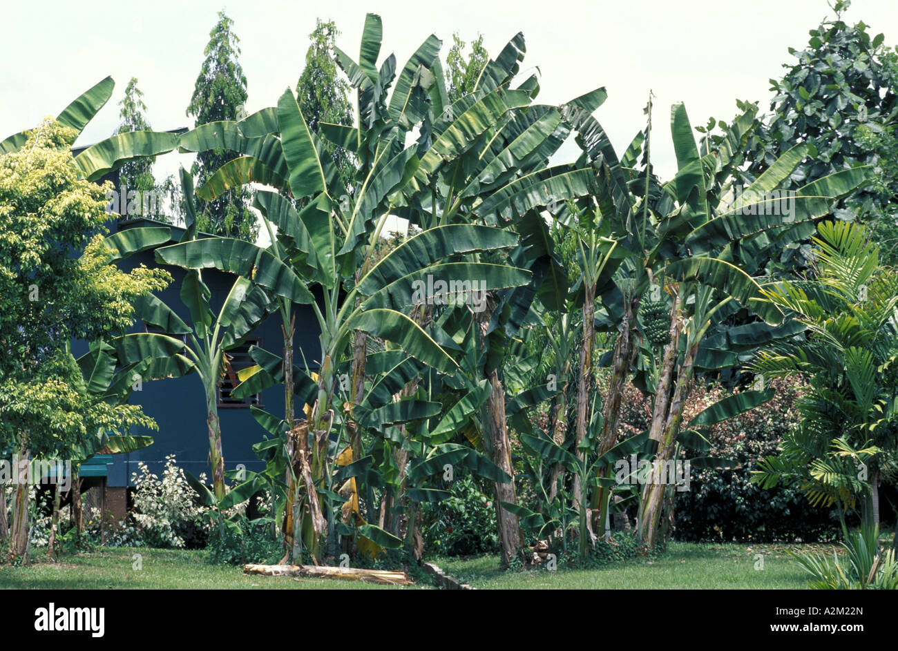 Musa x paradisiaca Stock Photo - Alamy