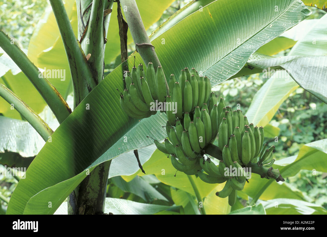 Musa x paradisiaca Stock Photo - Alamy