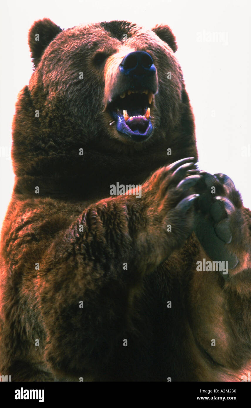 Black Bear Clapping Haha 😂 But On A Serious Note, Let's Talk Bear