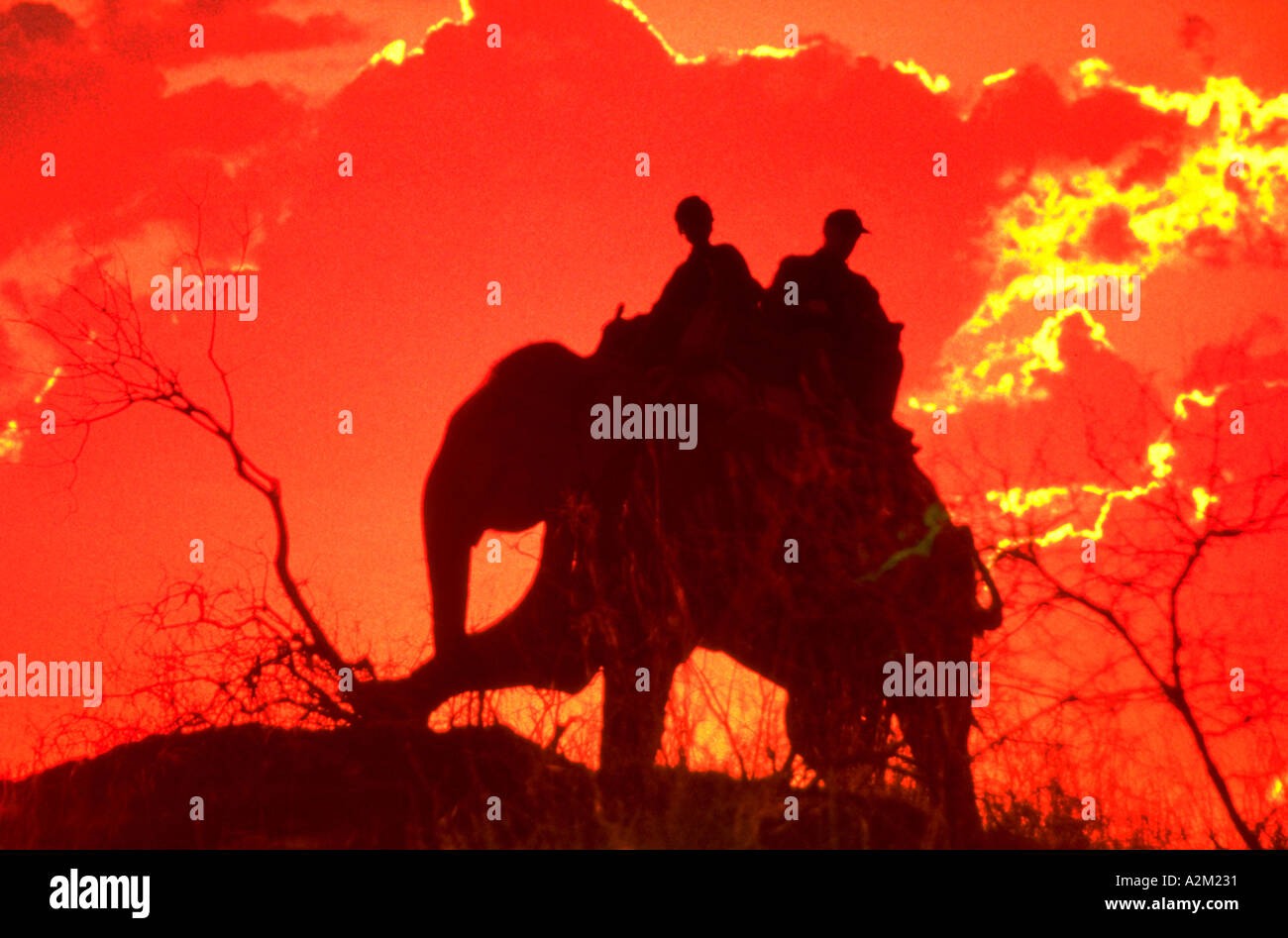 Silhouette of two men riding an elephant during a tiger safari at ...