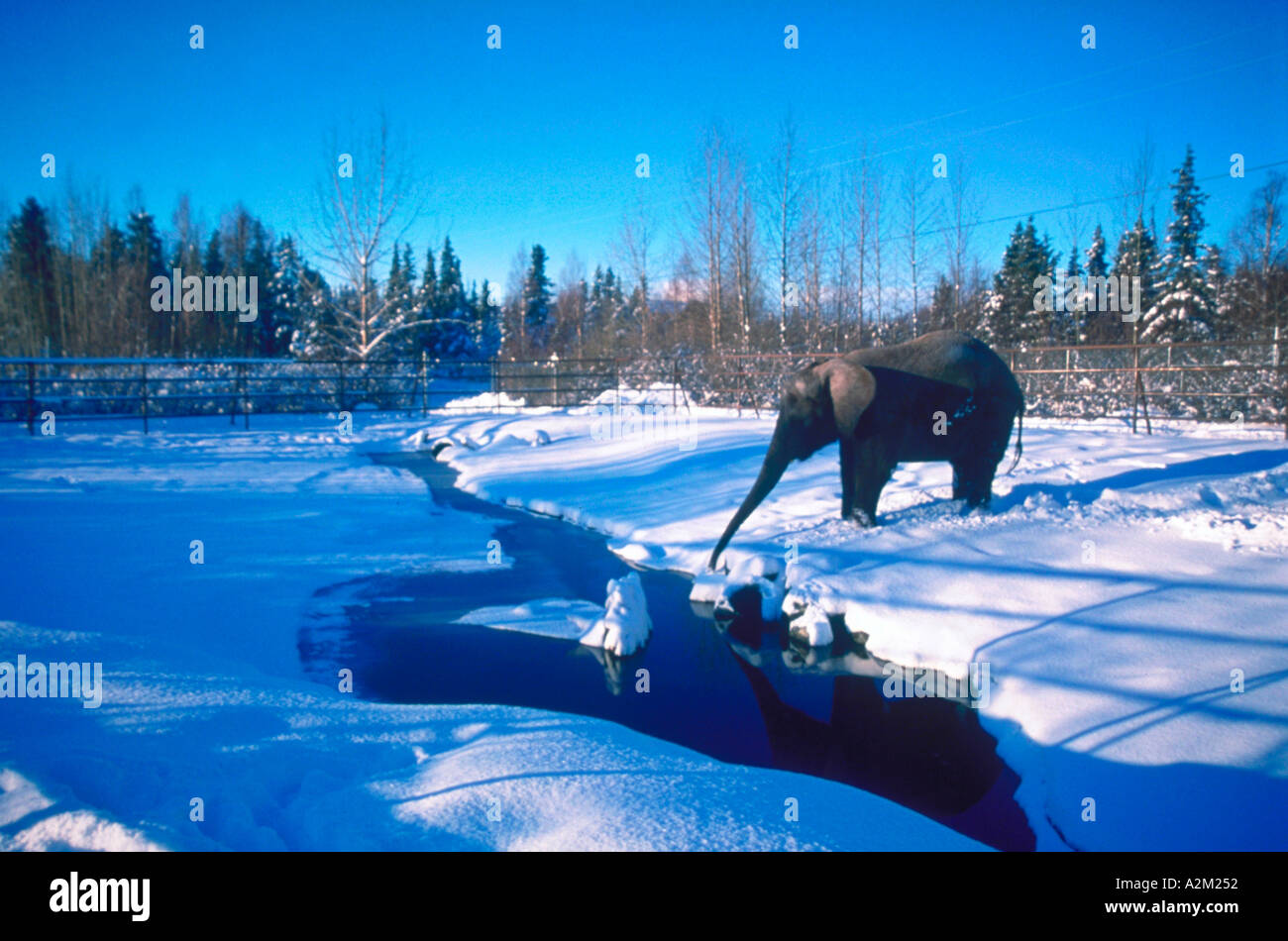 Elephants zoo snow hi-res stock photography and images - Alamy