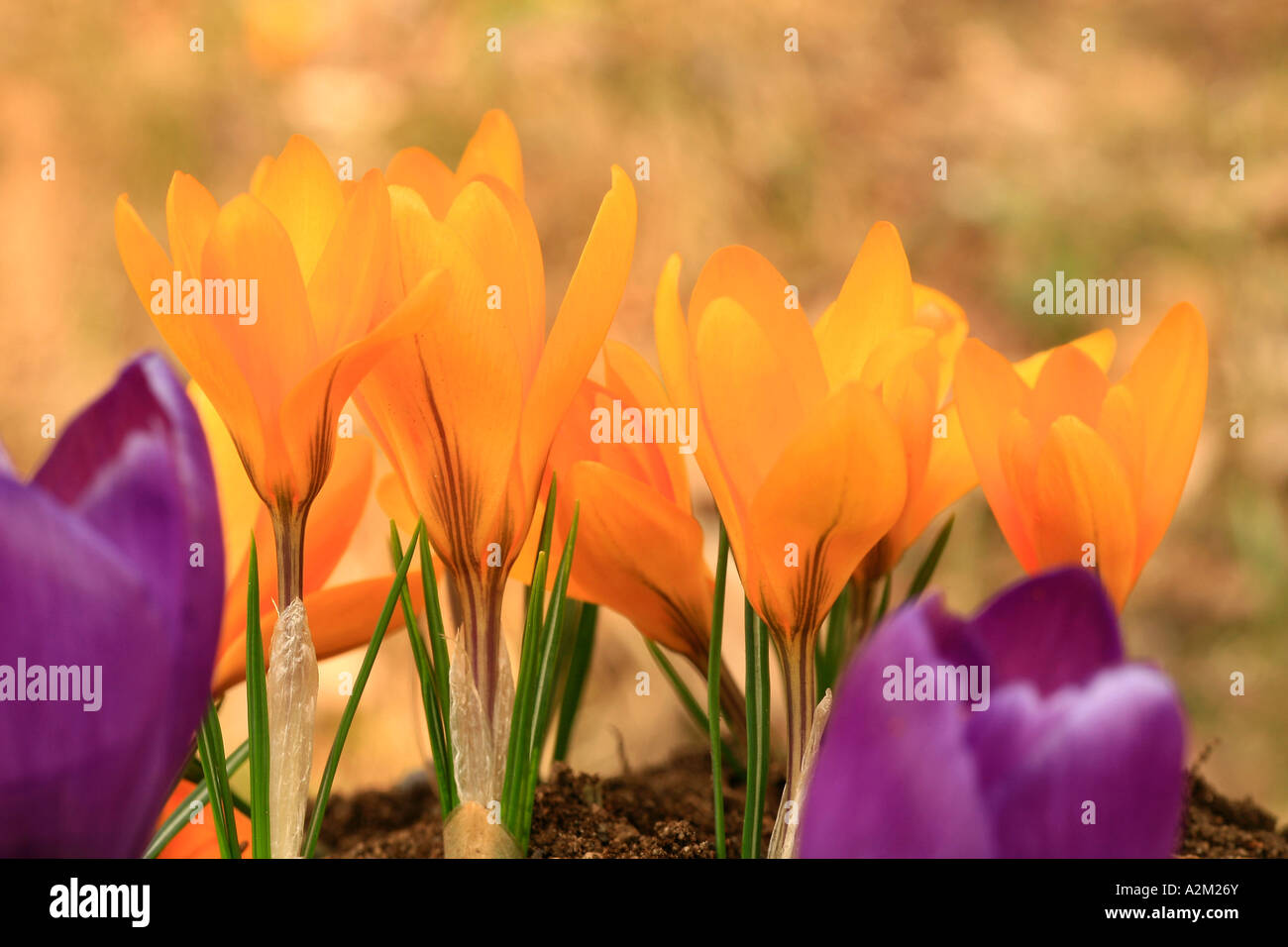 Crocus vernus Yellow Mammoth Stock Photo - Alamy