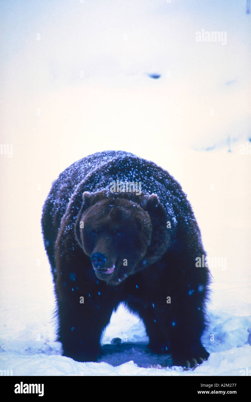 Falling bear hi-res stock photography and images - Alamy