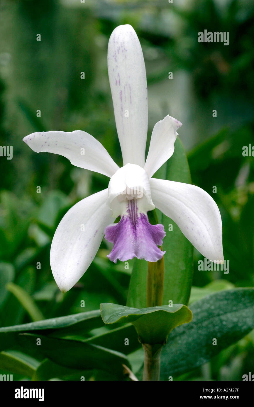 Cattleya intermedia Amethystina Stock Photo - Alamy