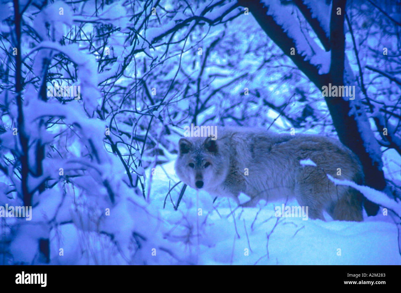 View through snow covered trees and brush of a Gray Wolf Canis lupus ...