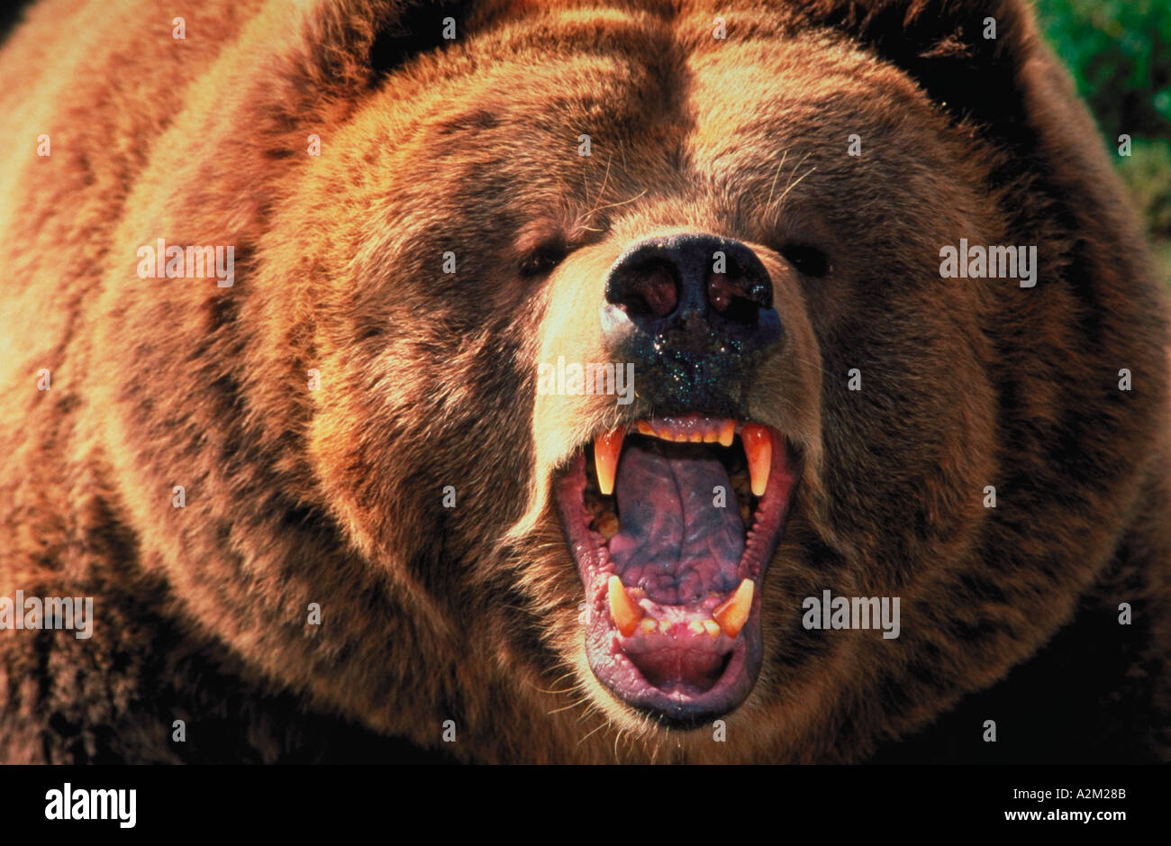 Grizzly Teeth High Resolution Stock Photography and Images - Alamy