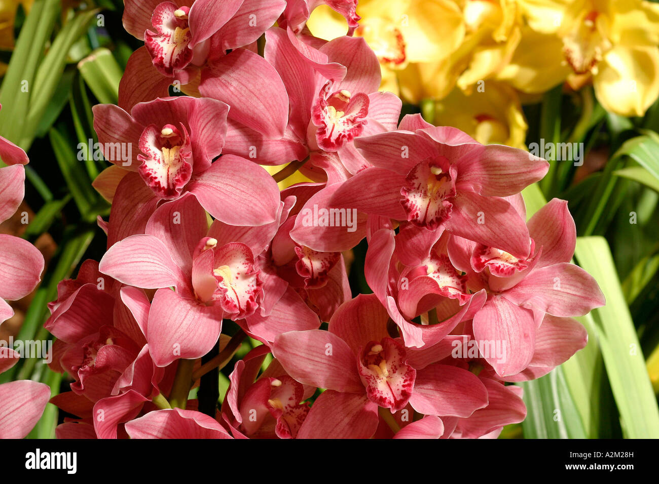 Cymbidium hybrid orchid hi-res stock photography and images - Alamy