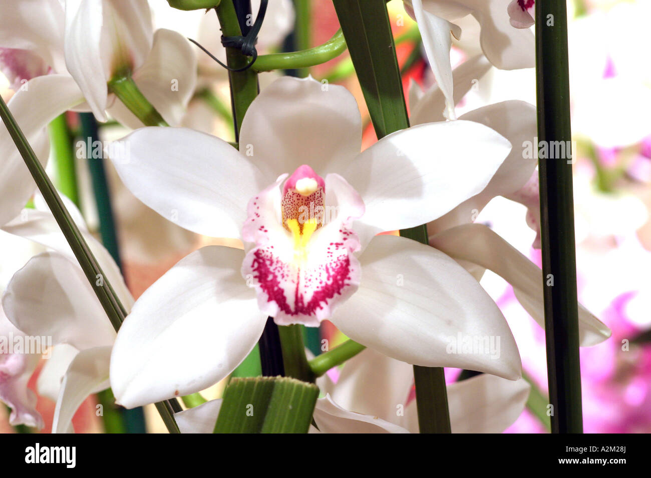 Cymbidium hybrid orchid hi-res stock photography and images - Alamy