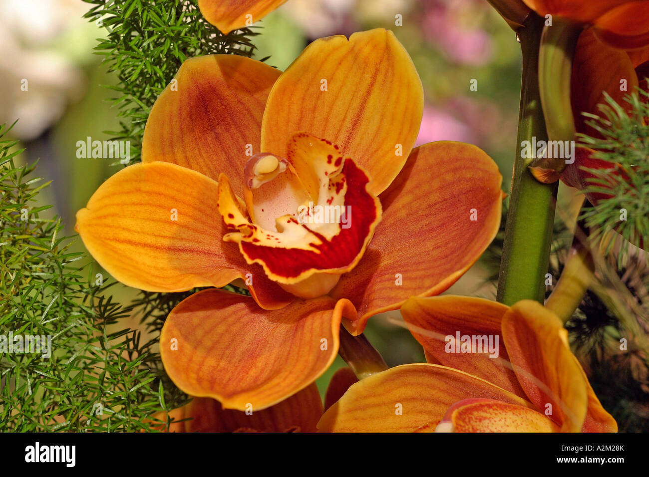 Cymbidium hybrid orchid hi-res stock photography and images - Alamy