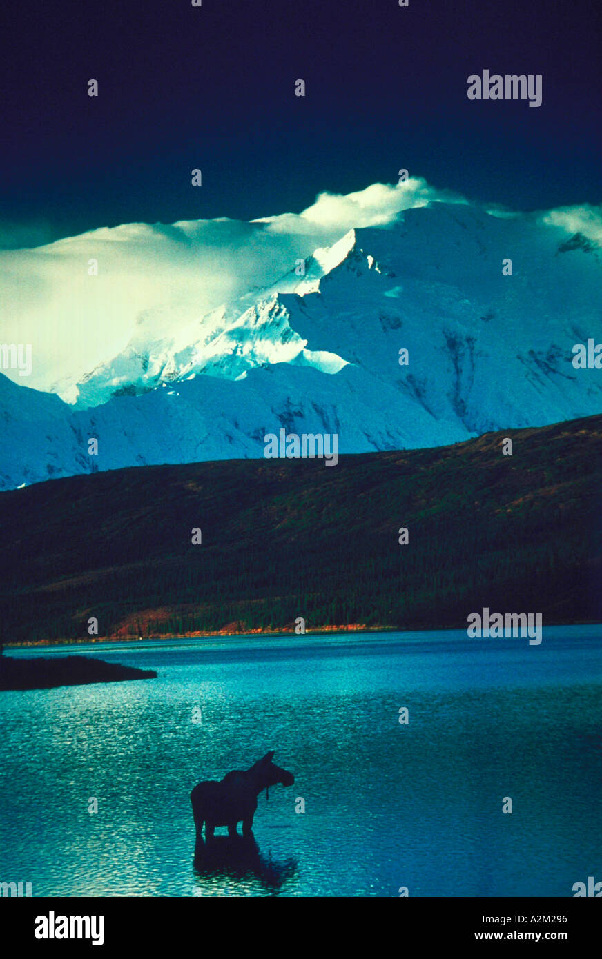 Denali moose in wonder lake hi-res stock photography and images - Alamy