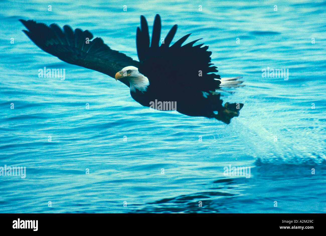 A Bald Eagle Haliaeetus Leucocephalus flying away while carrying a fish ...