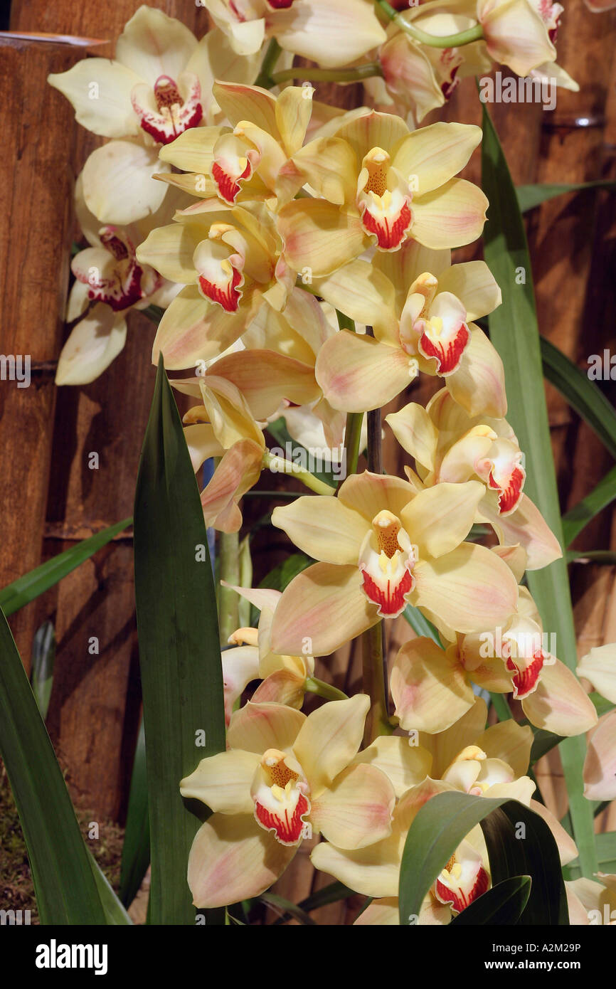 Cymbidium hybrid orchid hi-res stock photography and images - Alamy