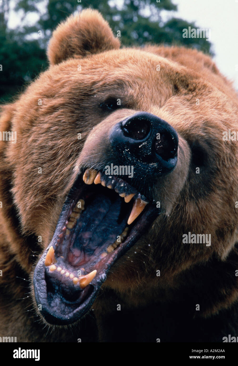 Grizzly bear growling Stock Photo - Alamy