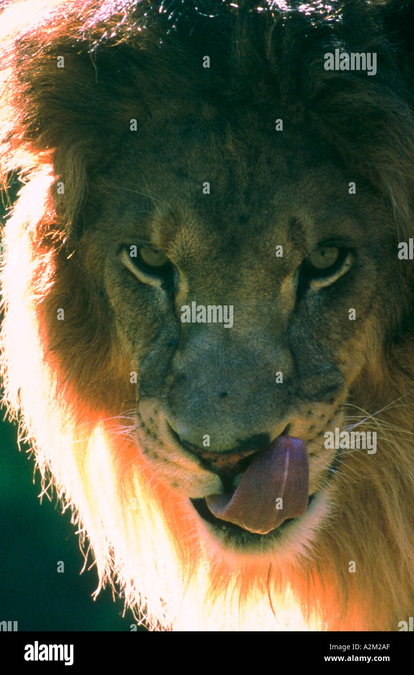 Male lion licking his lips Stock Photo - Alamy