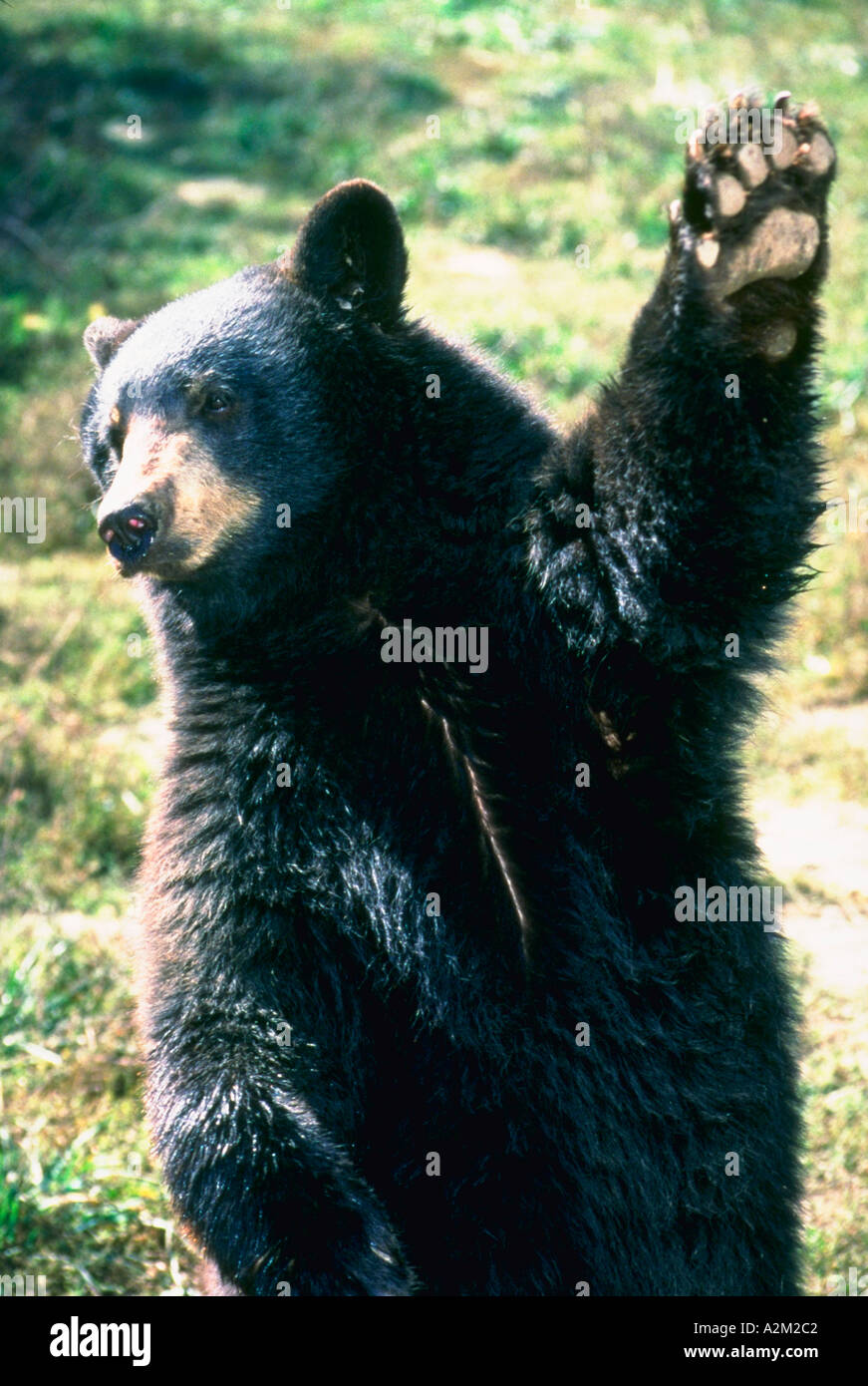 Humor and animals hi-res stock photography and images - Alamy