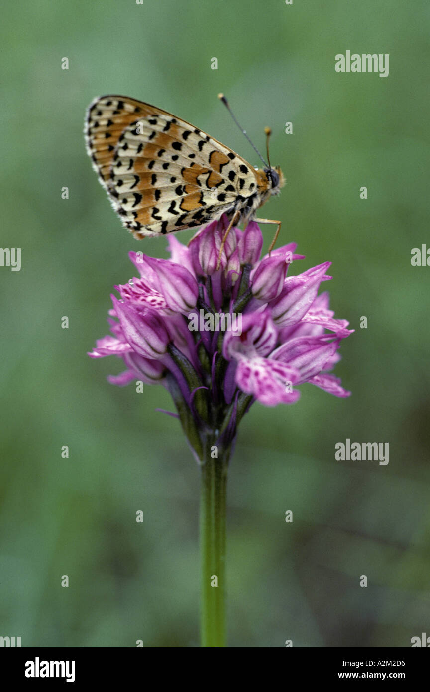 Melitaea sp hi-res stock photography and images - Alamy