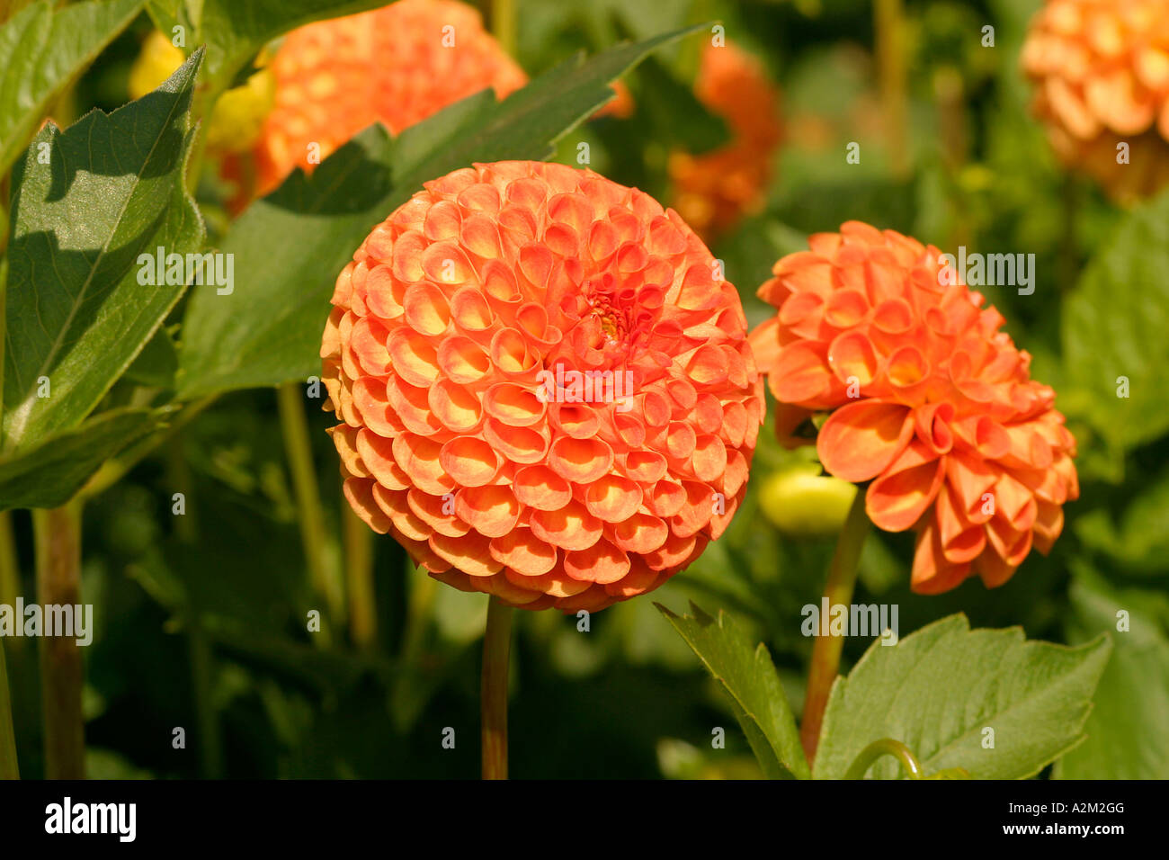 Dahlia bantling hi-res stock photography and images - Alamy