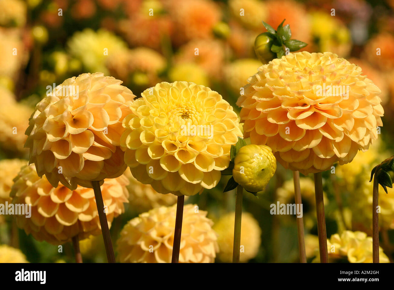 Dahlia First Lady Stock Photo - Alamy