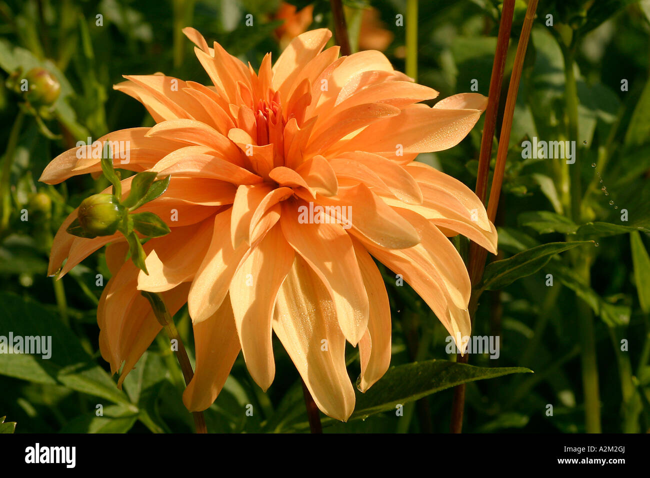 Dahlia Gelbe Crellin orchid flowered dahlia dalia a fiore di orchidea ...
