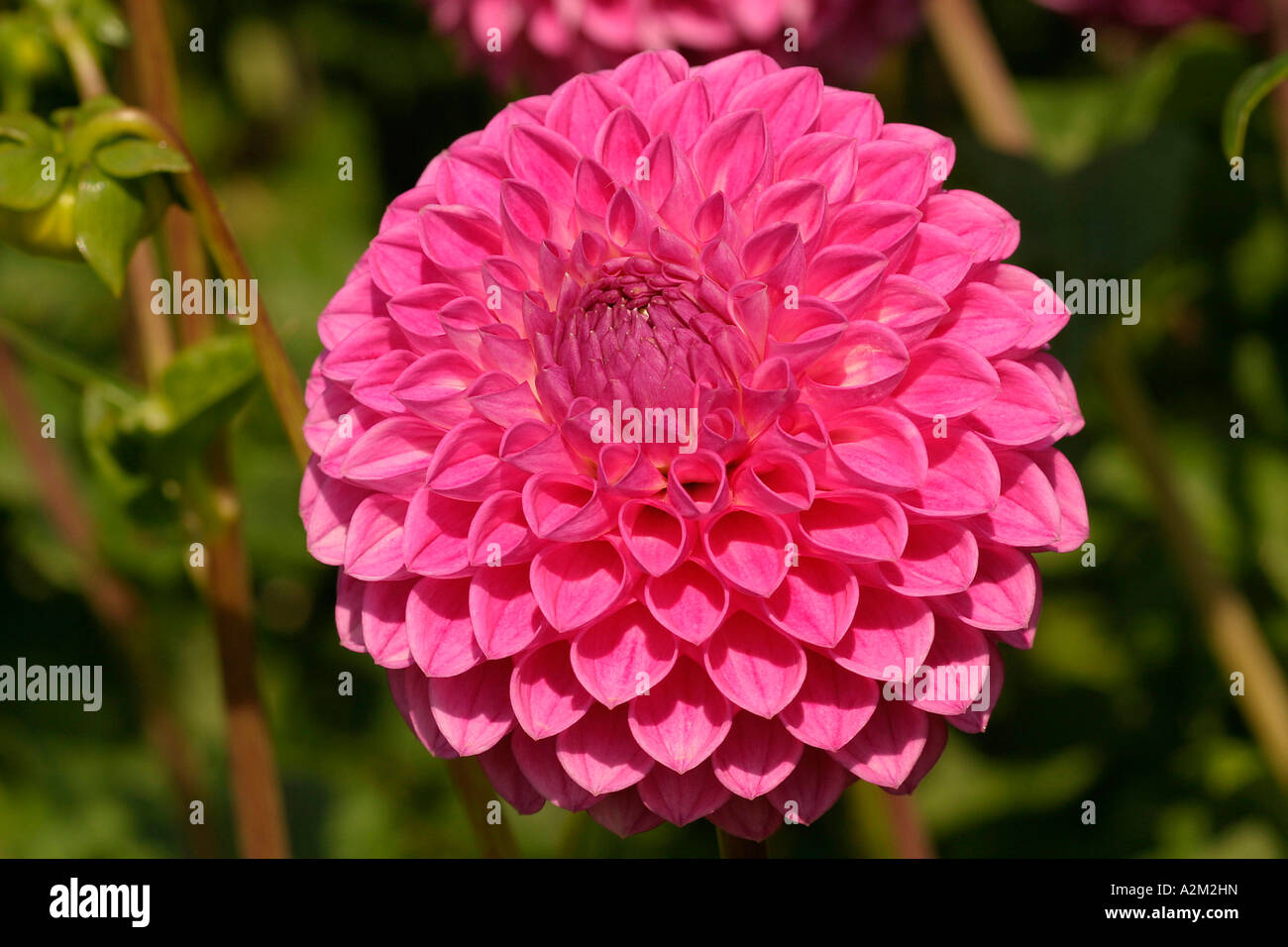 Rosette flower hi-res stock photography and images - Alamy