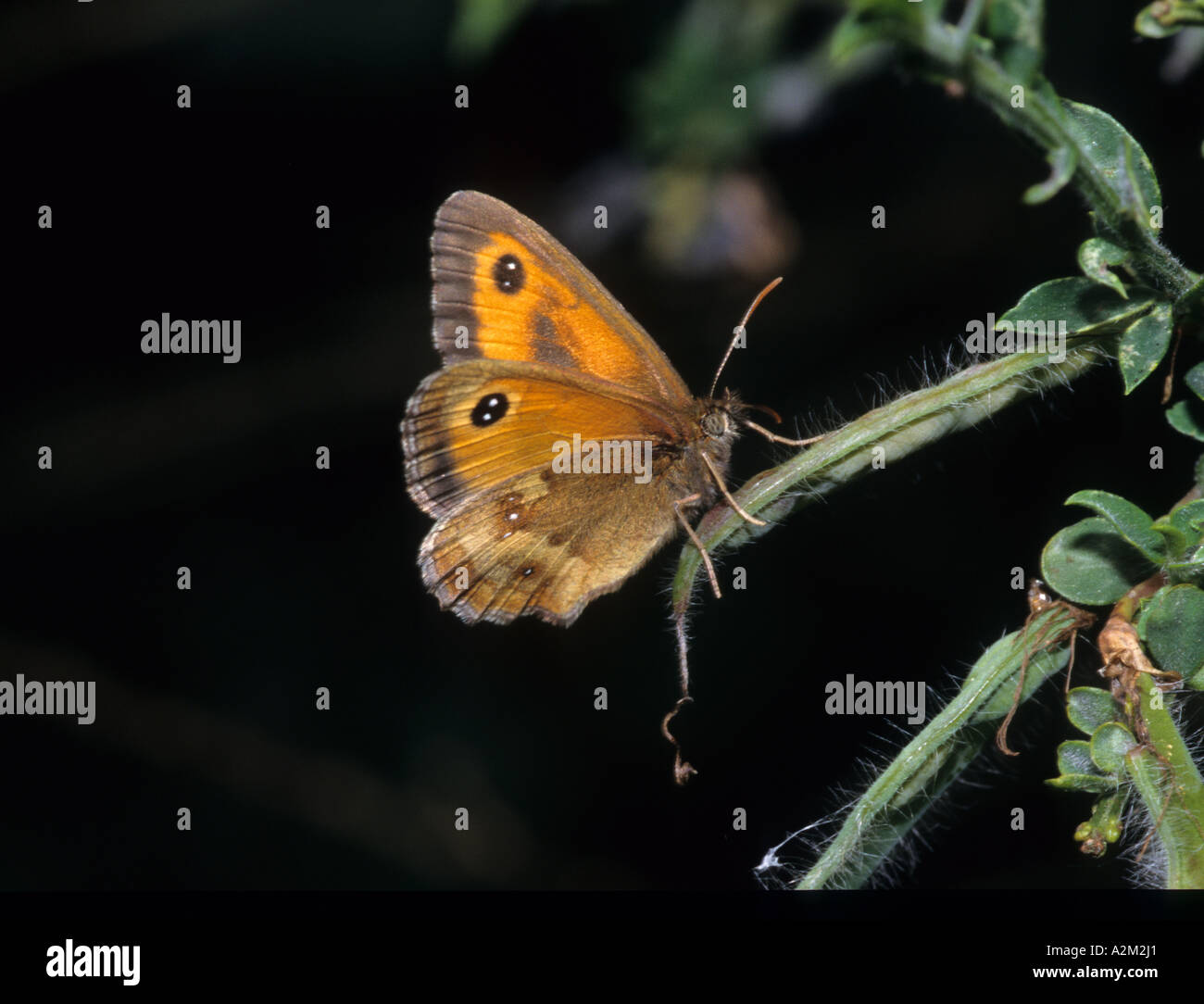 Small Heath Butterfly (Coenonympha pamphilus Stock Photo - Alamy
