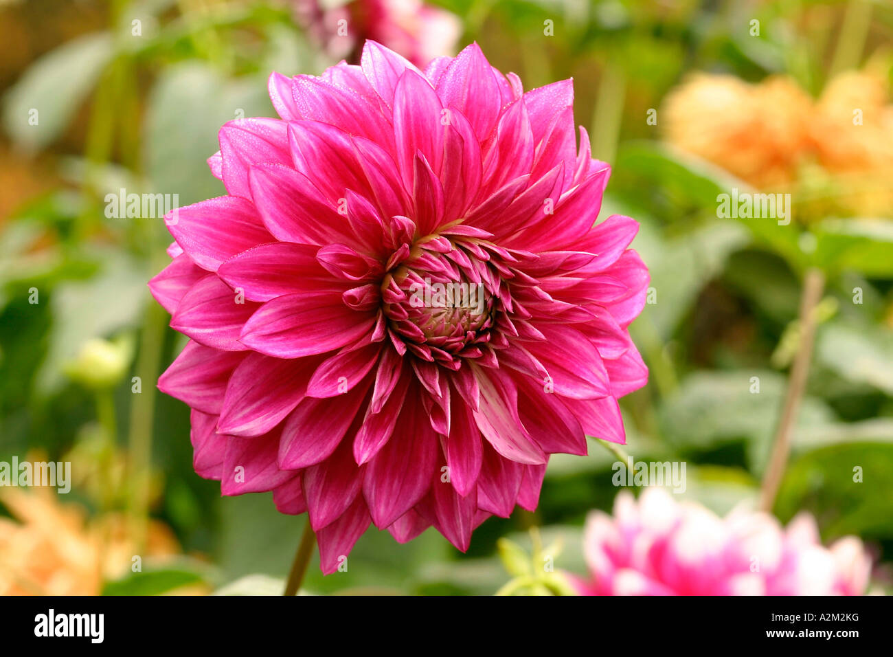 Walcher High Resolution Stock Photography and Images - Alamy