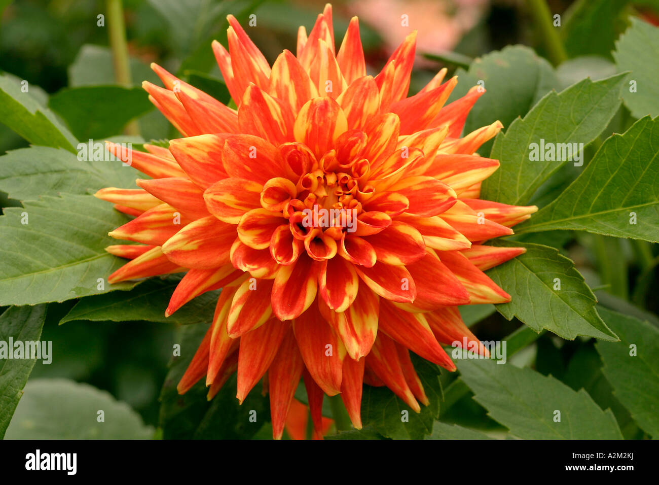 Coriolan hi-res stock photography and images - Alamy