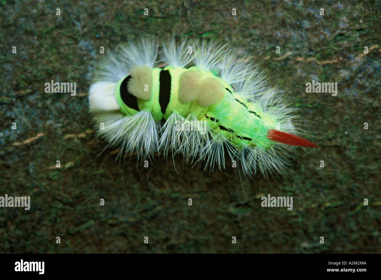Germany, Baltic Sea, Island of Ruegen. Jasmund NP, caterpillar with ...