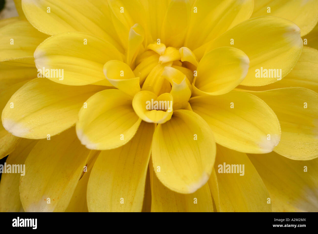 Dahlia Lemon Cane Stock Photo - Alamy