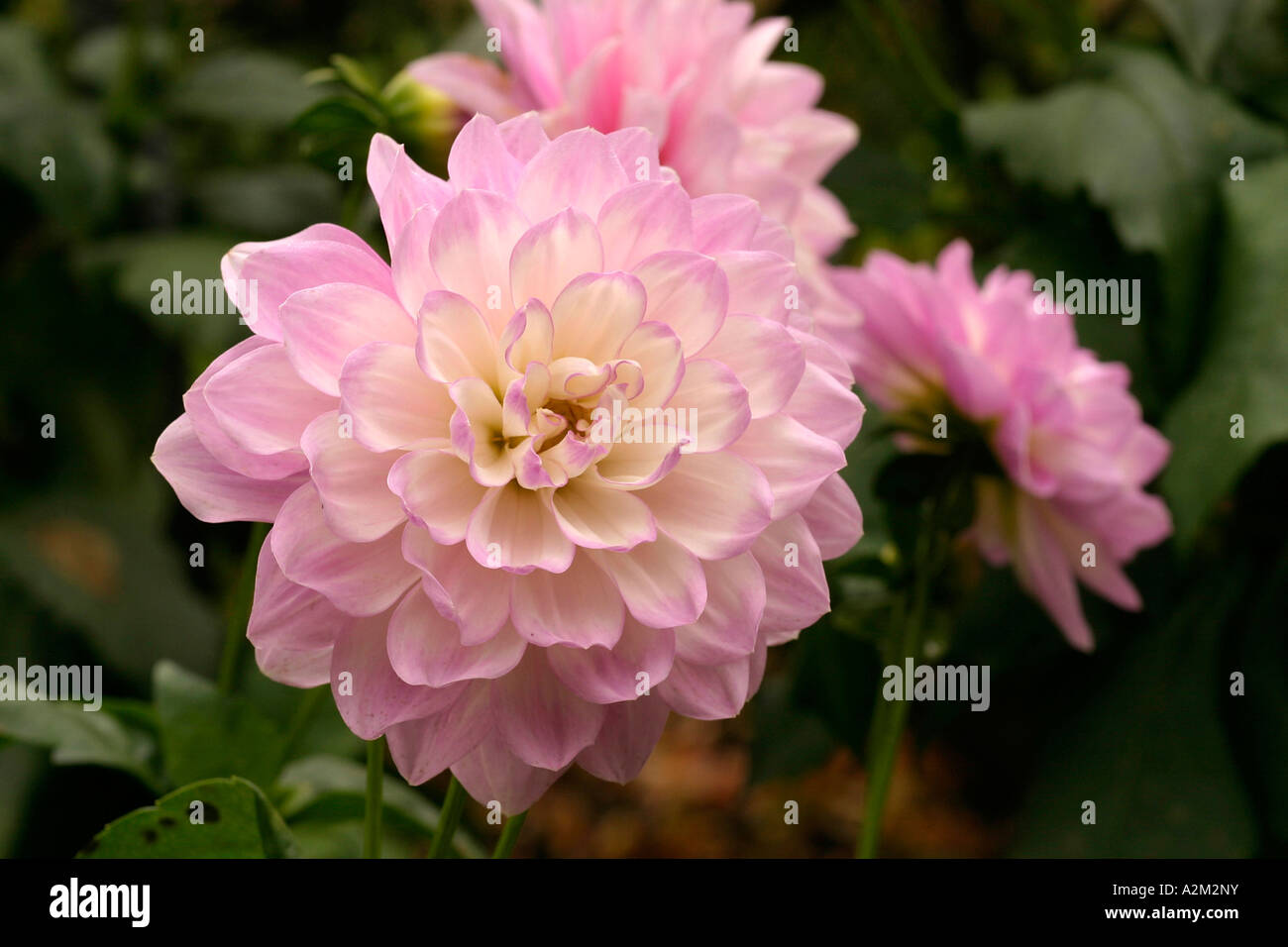 Dahlia Caroline Moon Stock Photo - Alamy