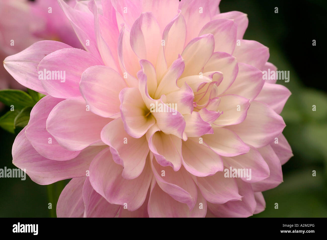 Dahlia Caroline Moon Stock Photo - Alamy