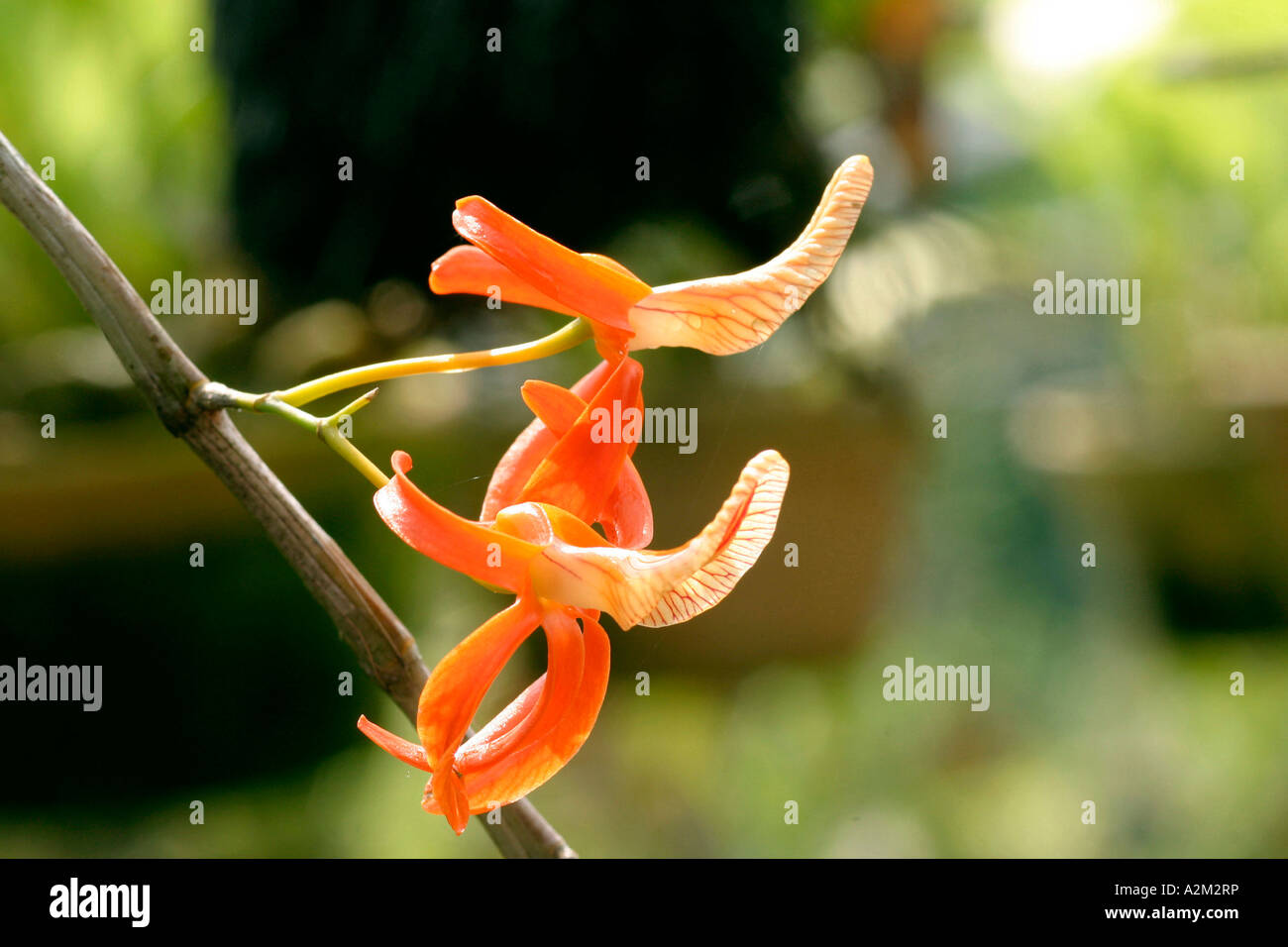 Dendrobium unicum hi-res stock photography and images - Alamy