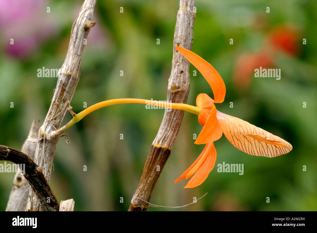 Dendrobium unicum hi-res stock photography and images - Alamy