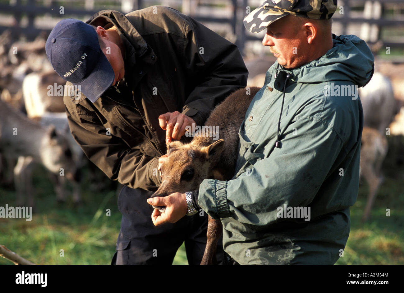 Reindeer marking hi-res stock photography and images - Alamy