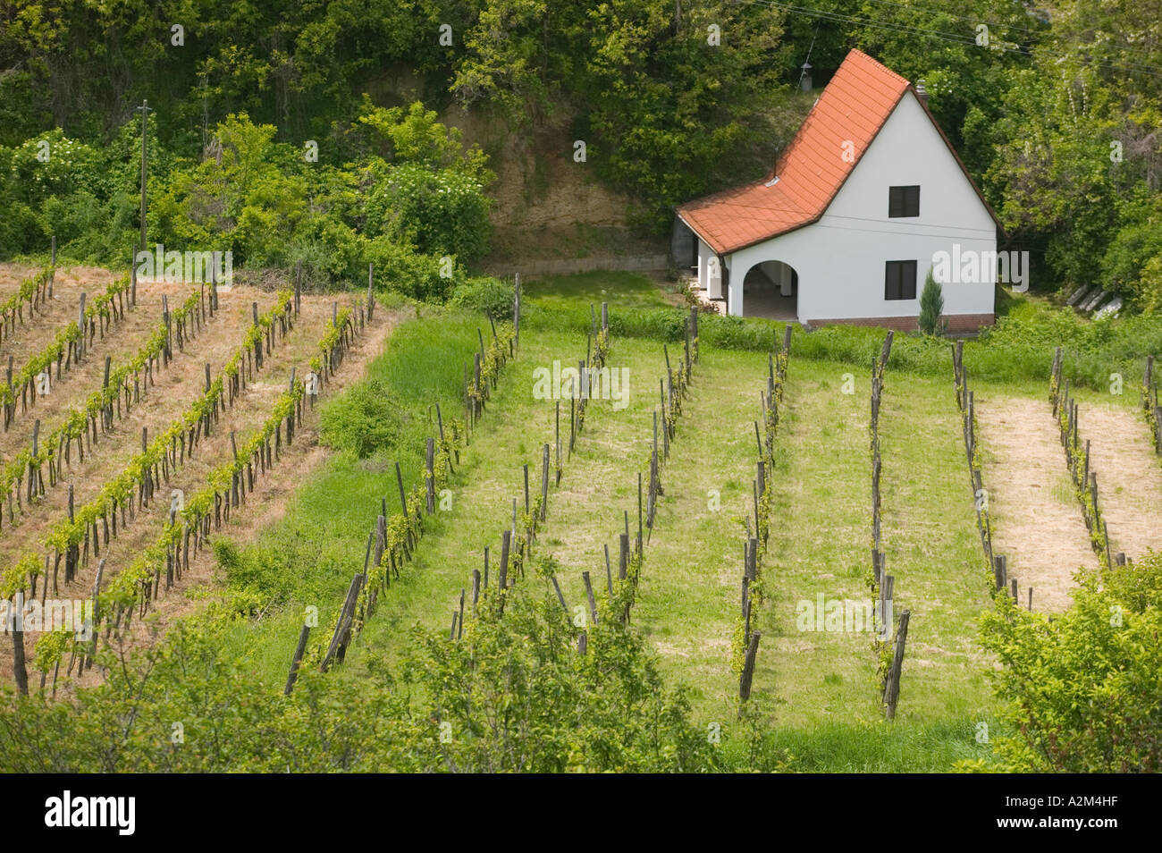 HUNGARY, Southern Transdanubia, SZEKSZARD: Vineyard View from Calvary ...