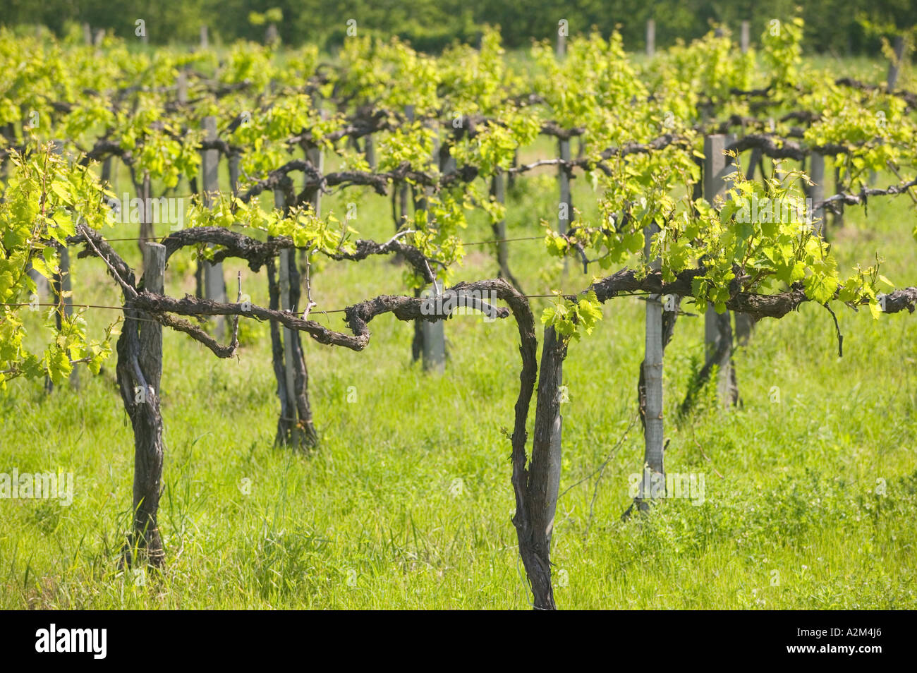 HUNGARY, Southern Transdanubia, SIKLOS: Hungary's Southernmost Town ...